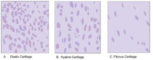 Hyaline Cartilage - Definition, Structure, Functions - Biology Notes Online