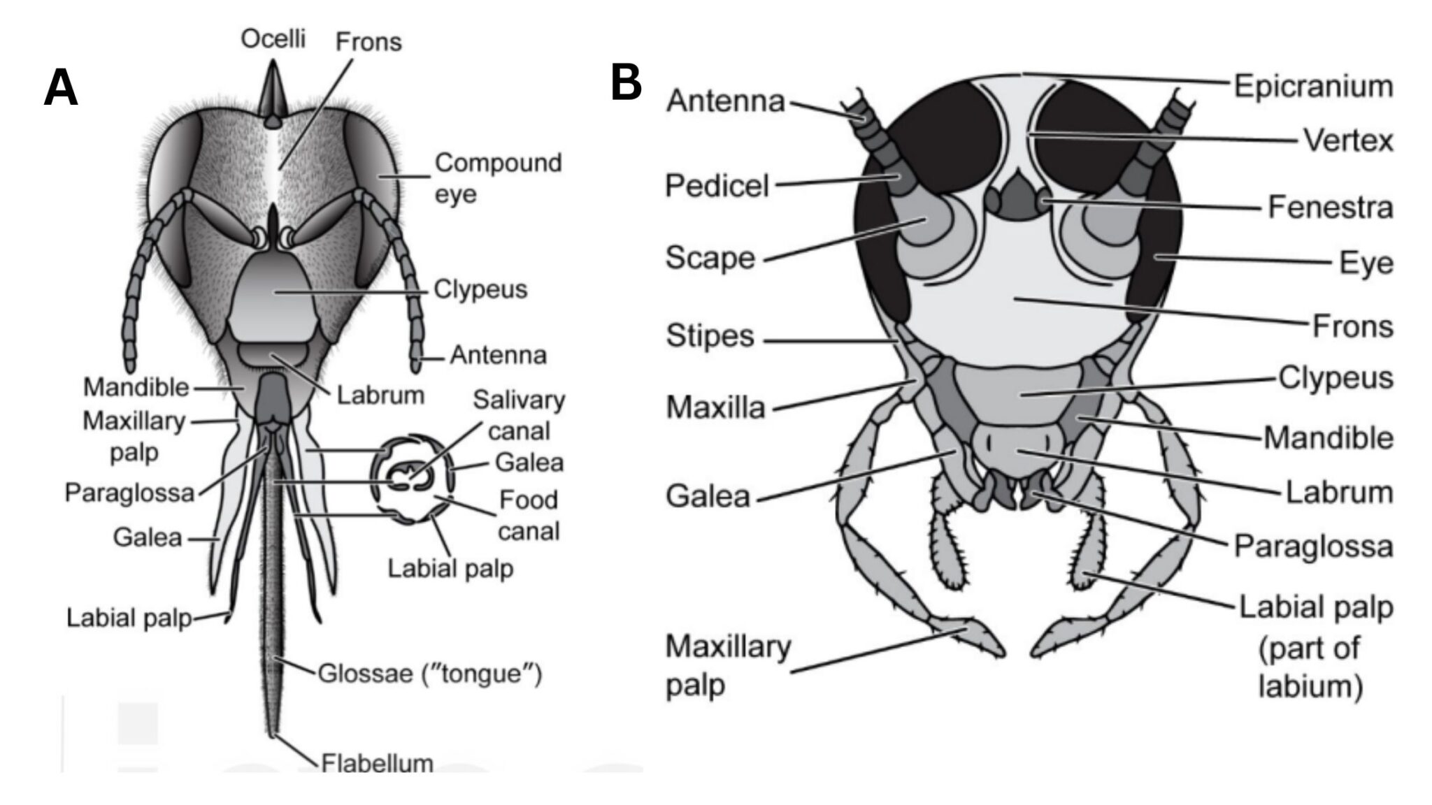 Insect Morphology (Morphology Of Pest) - Biology Notes Online