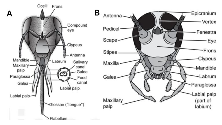 Insect Morphology (Morphology Of Pest) - Biology Notes Online