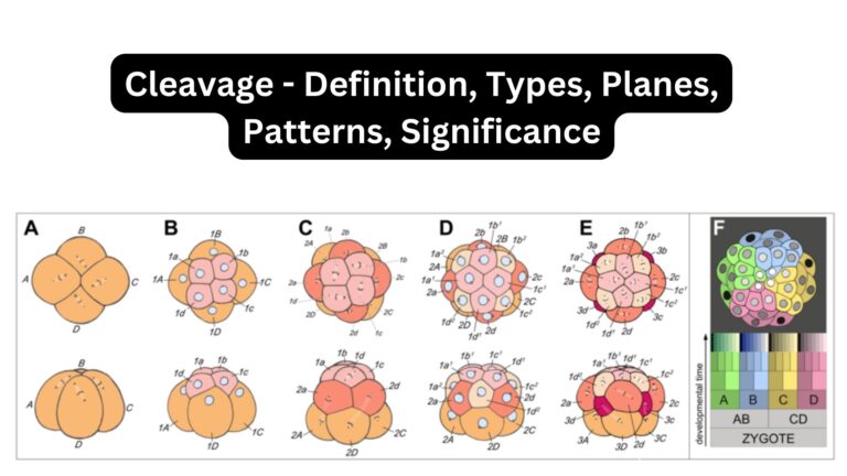 Stages in Chick Embryo Development - Biology Notes Online