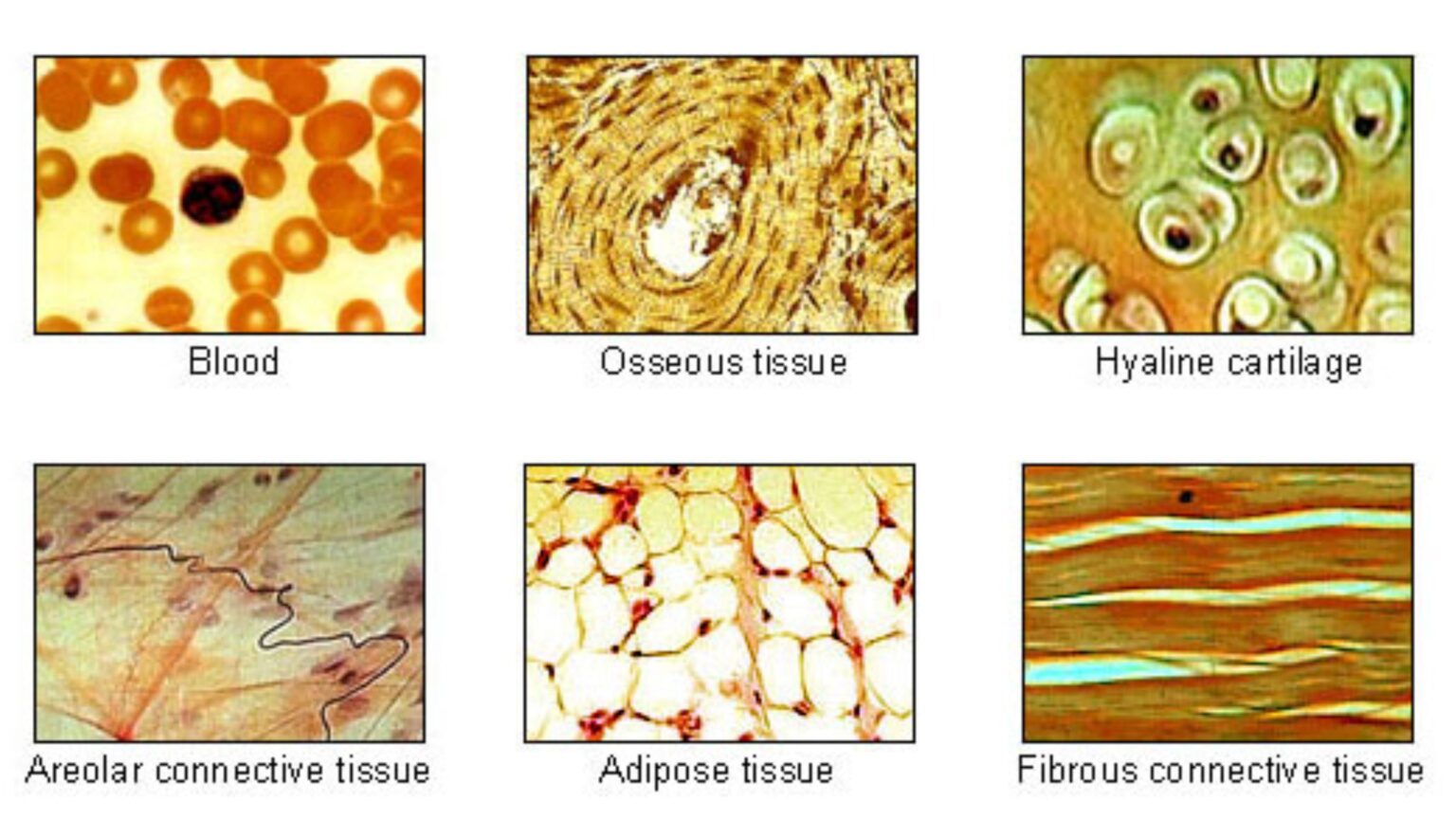 Nervous tissue - Definition, Structure, Location, Characteristics ...