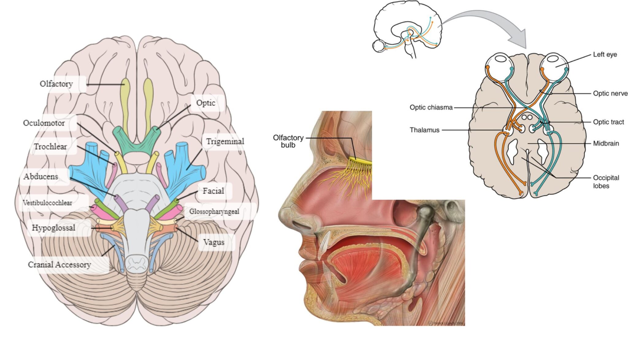 Human Brain - Definition, Structure, Characteristics, Functions ...