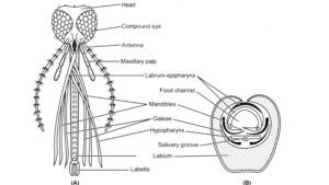 Insect morphology (Morphology of Pest) - Biology Notes Online