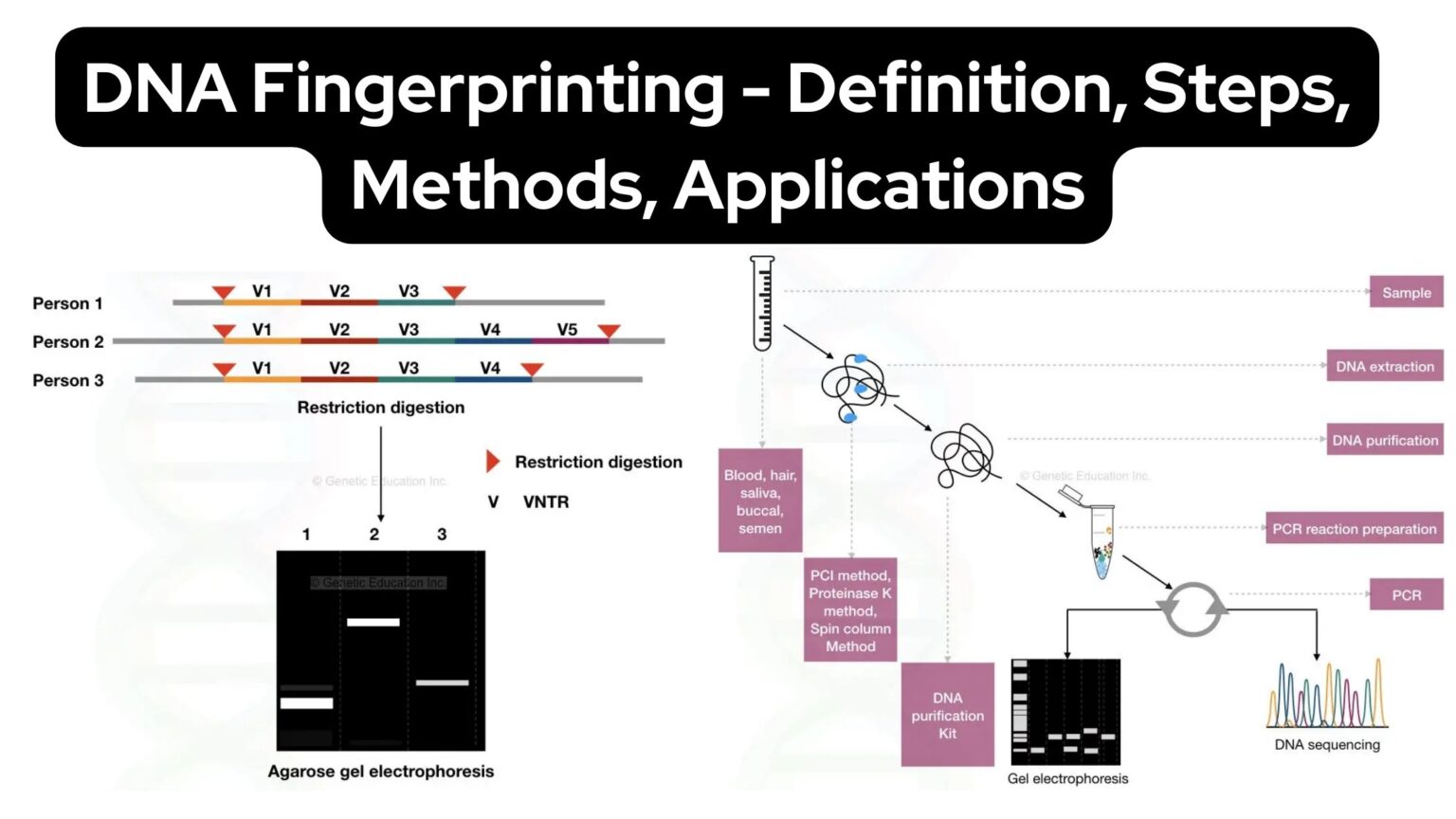 Theta Model of Replication - Steps, Applications, Examples - Biology ...