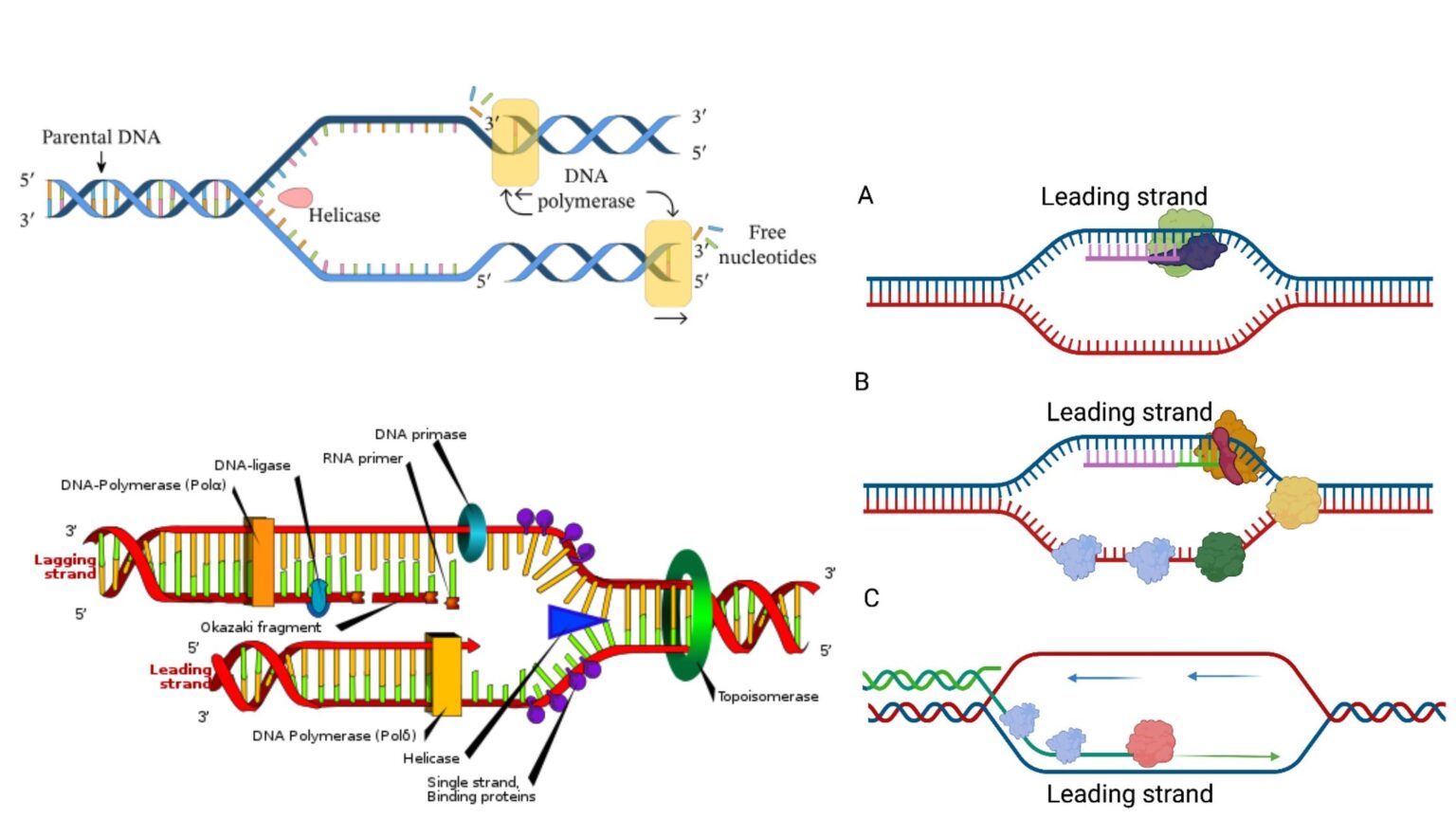 Semiconservative Replication of DNA - Mechanism - Biology Notes Online