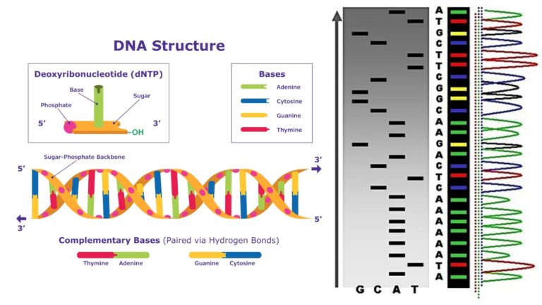 DNA Microarray Principle, Types and Steps involved in cDNA microarrays ...