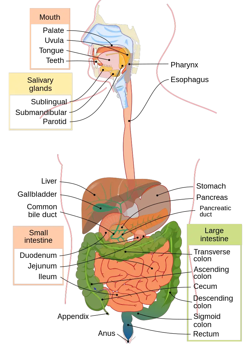 Human Digestive System With Diagram What Should We Eat? Take A Look At