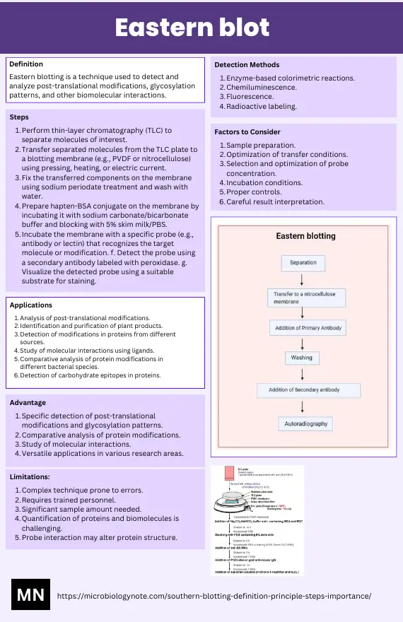 Eastern Blot Analysis