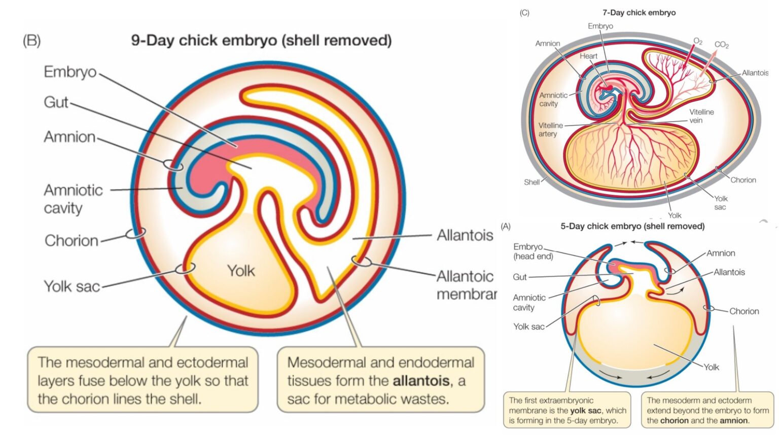 Implantation of embryo in Humans - Definition, Process - Biology Notes ...