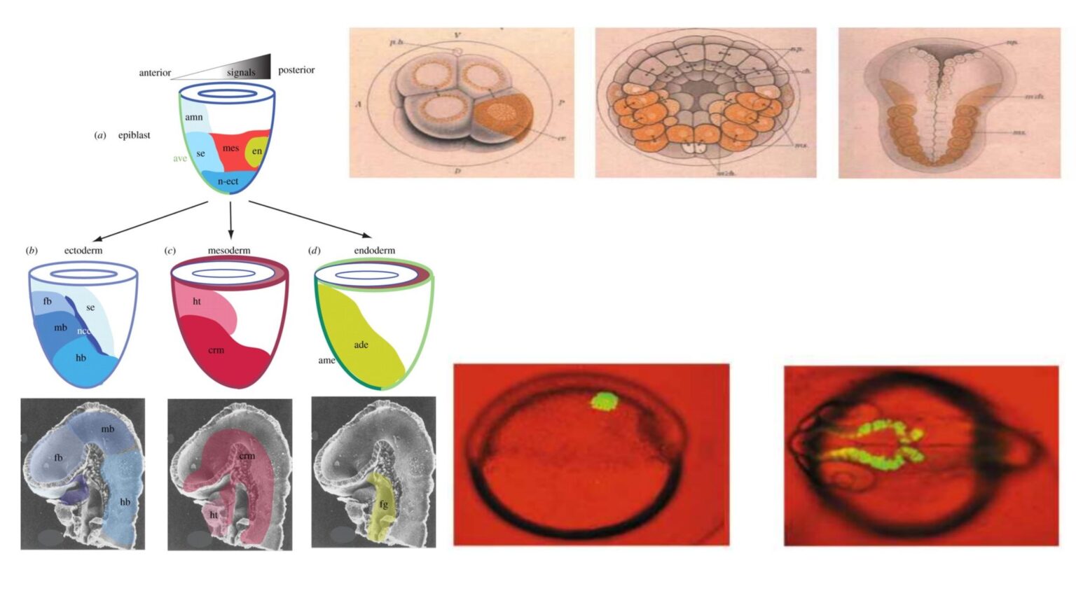 Extra-embryonic Membranes in Chick - Definition, Types, Development ...