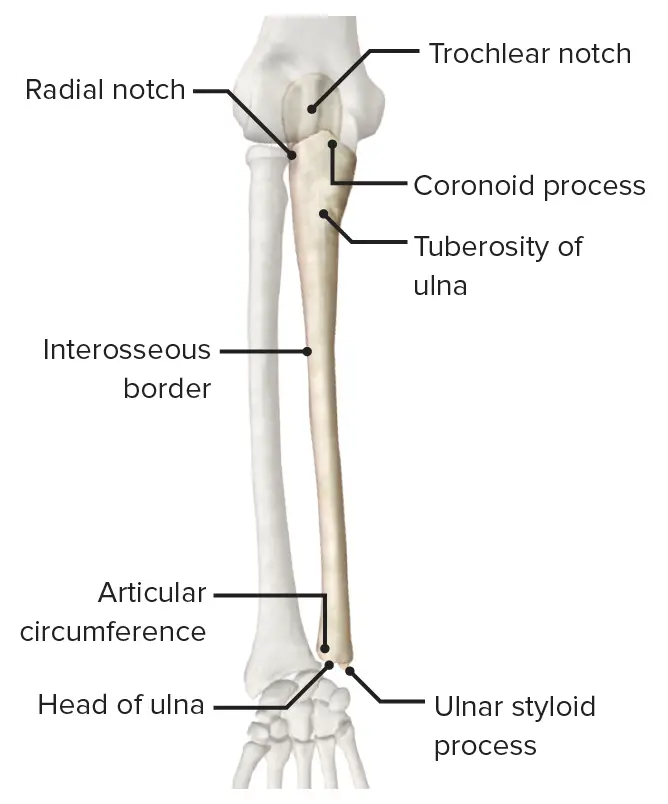 Notch Anatomy Definition