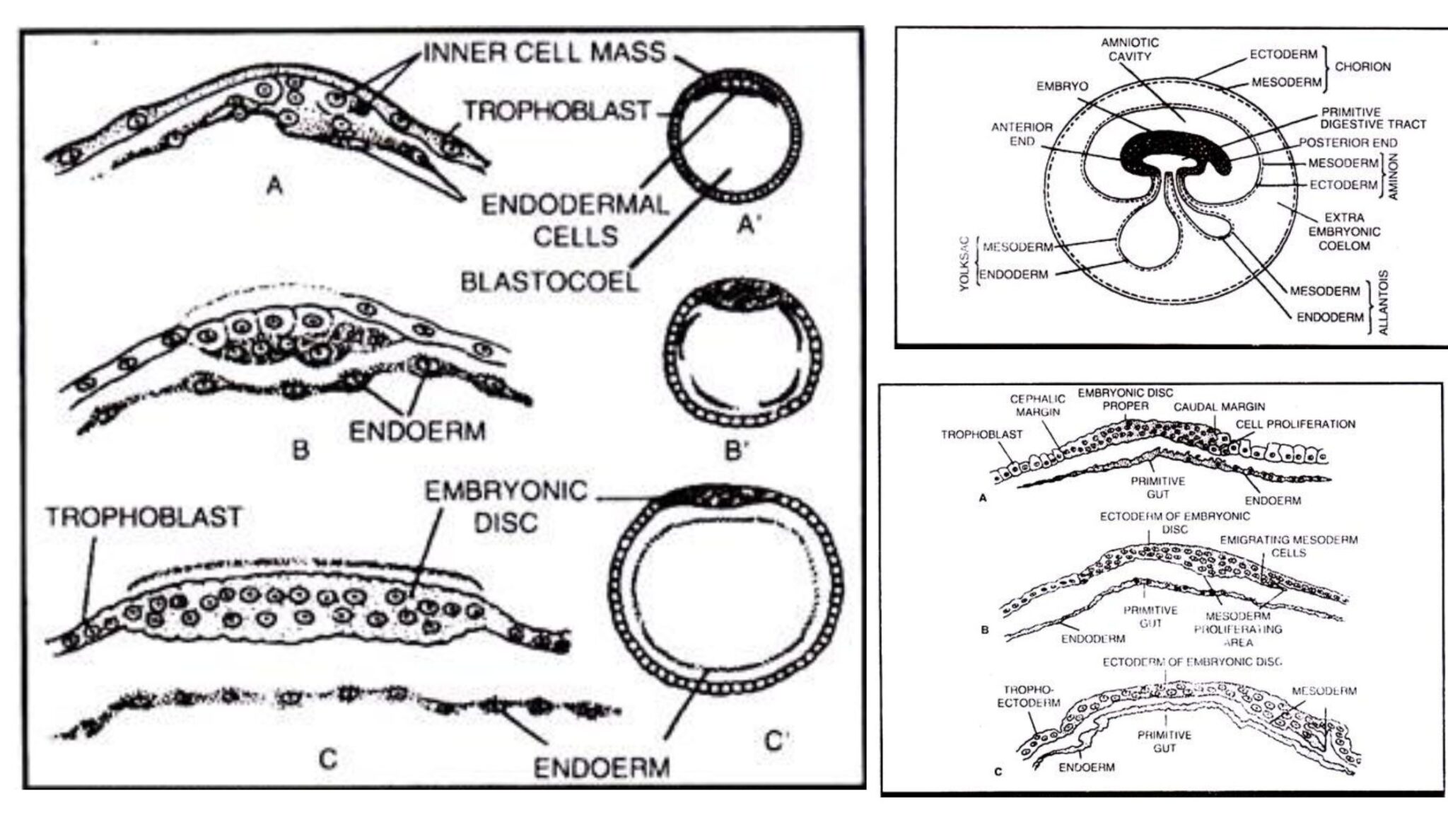 Chemogeny or Chemical Evolution of Life - Biology Notes Online