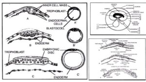 Chemogeny or Chemical Evolution of Life - Biology Notes Online