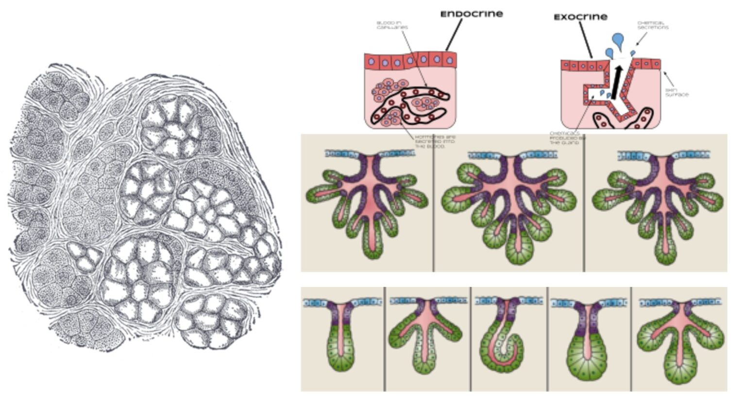 Human Brain Definition Structure Characteristics Functions