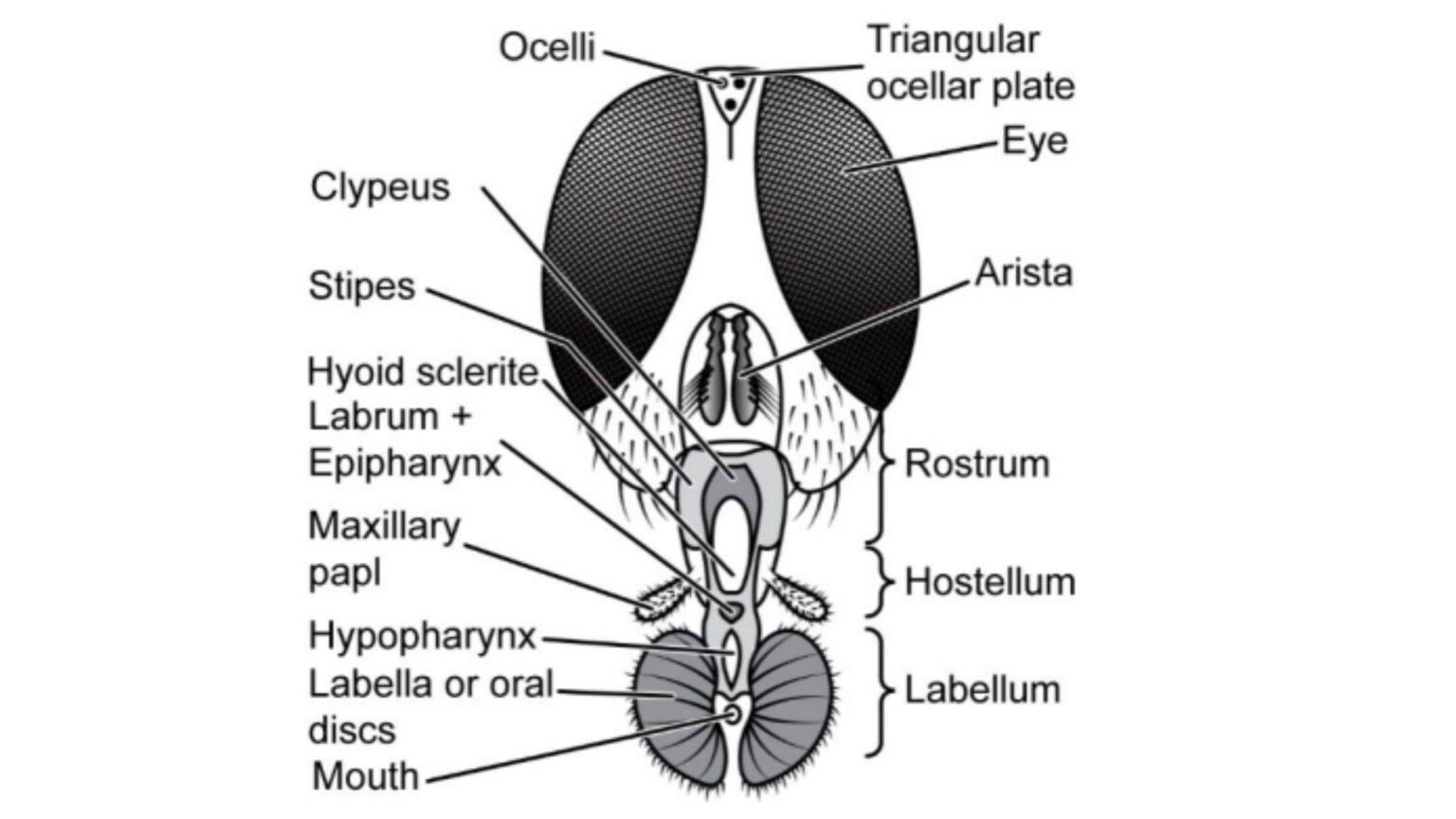 Insect Morphology (Morphology Of Pest) - Biology Notes Online