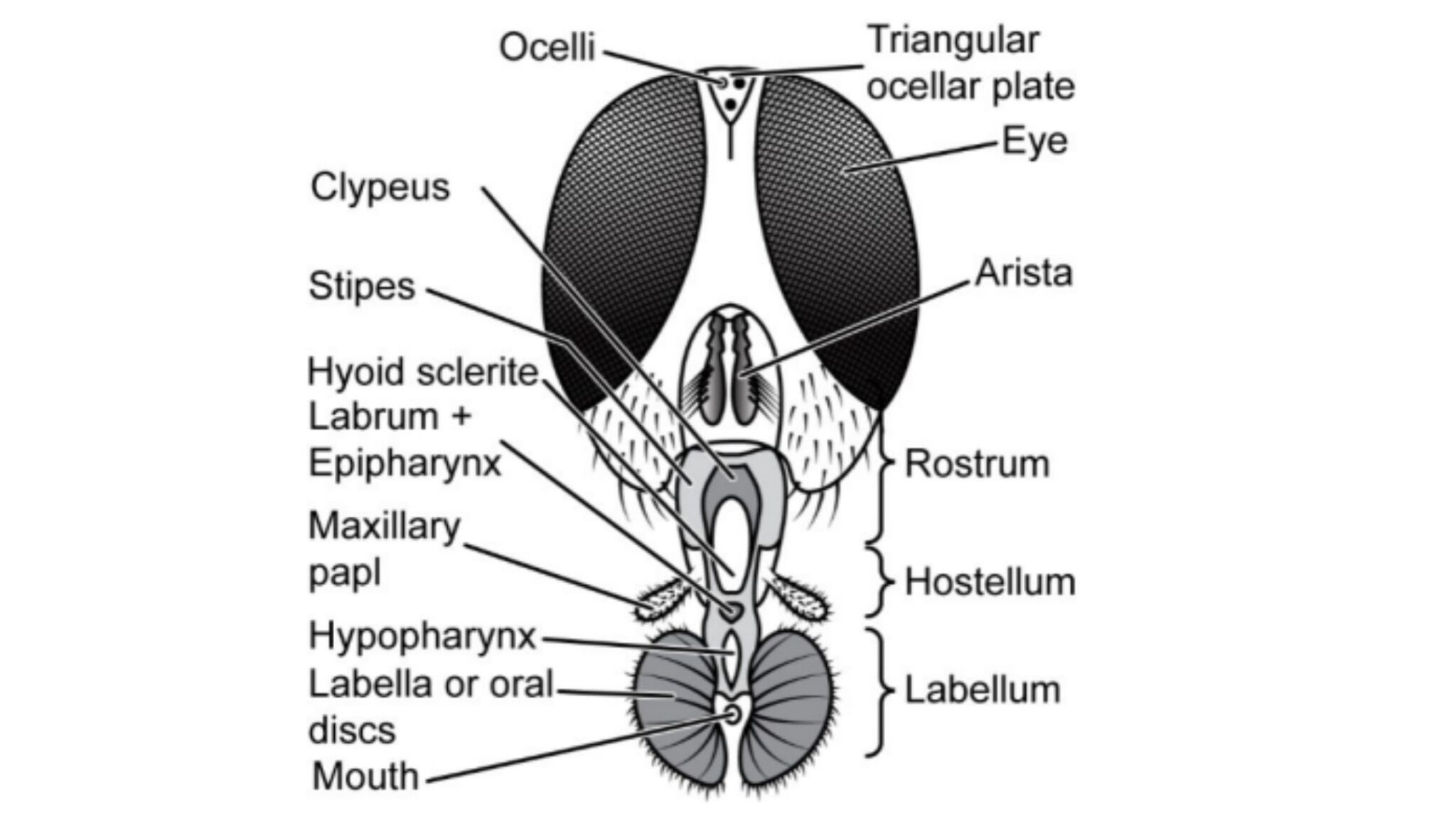 Insect Morphology (Morphology Of Pest) - Biology Notes Online