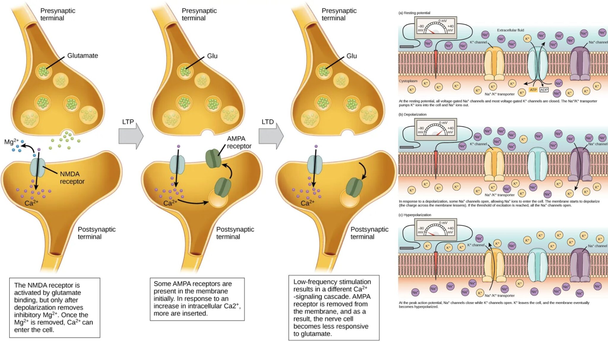 Pseudostratified Columnar Epithelium - Definition, Structure, Function ...