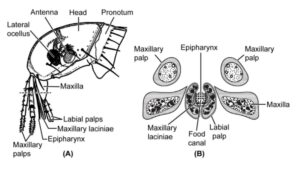 Insect Morphology (Morphology Of Pest) - Biology Notes Online