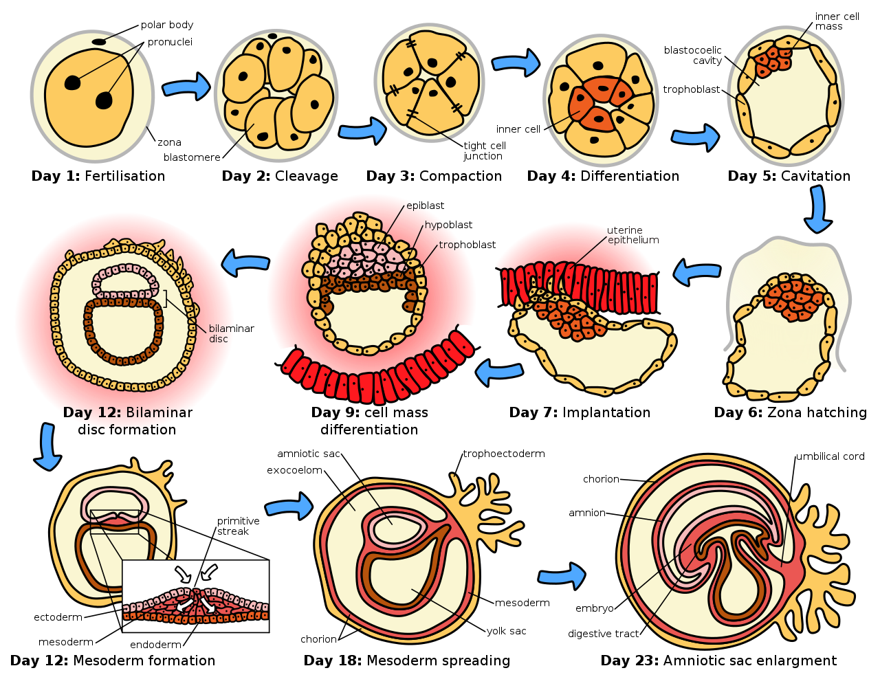 Implantation of embryo in Humans - Definition, Process - Biology Notes ...