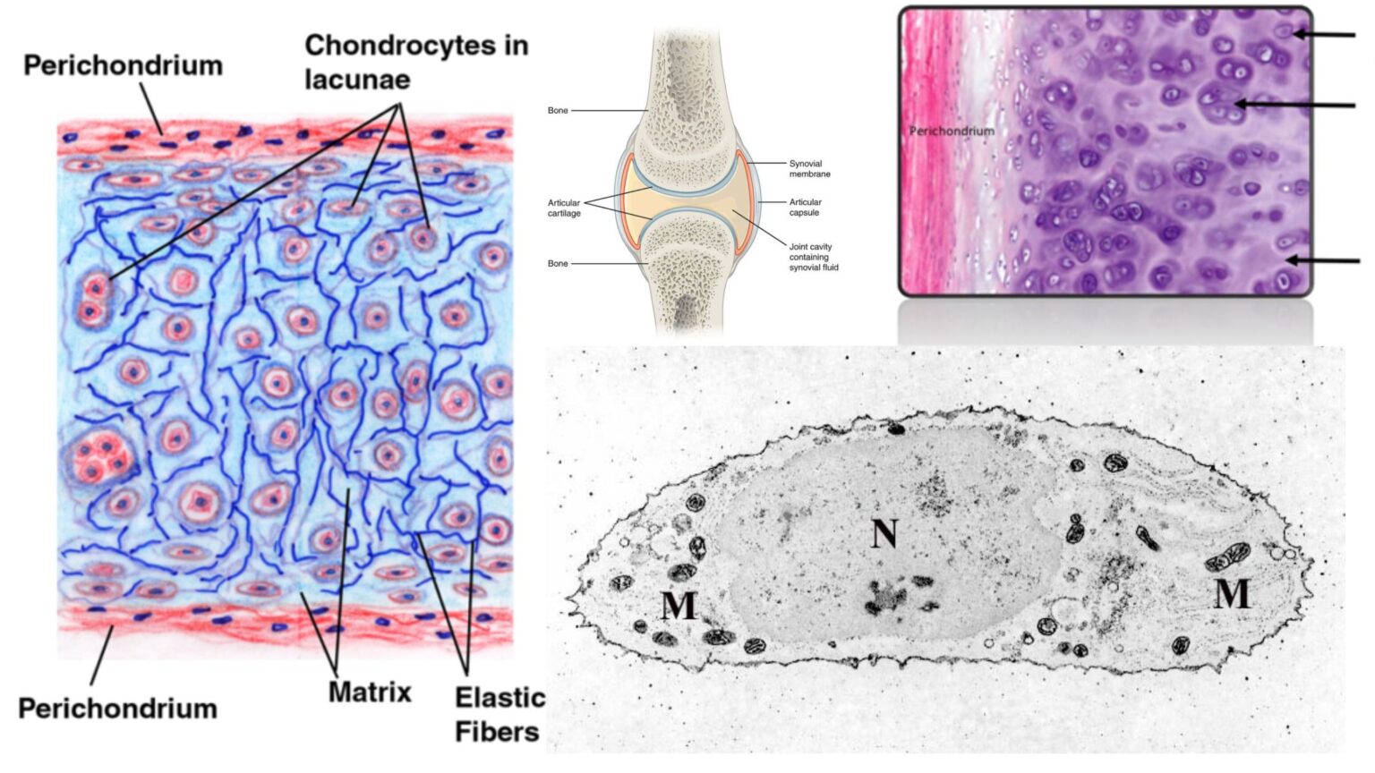 Nervous tissue - Definition, Structure, Location, Characteristics ...