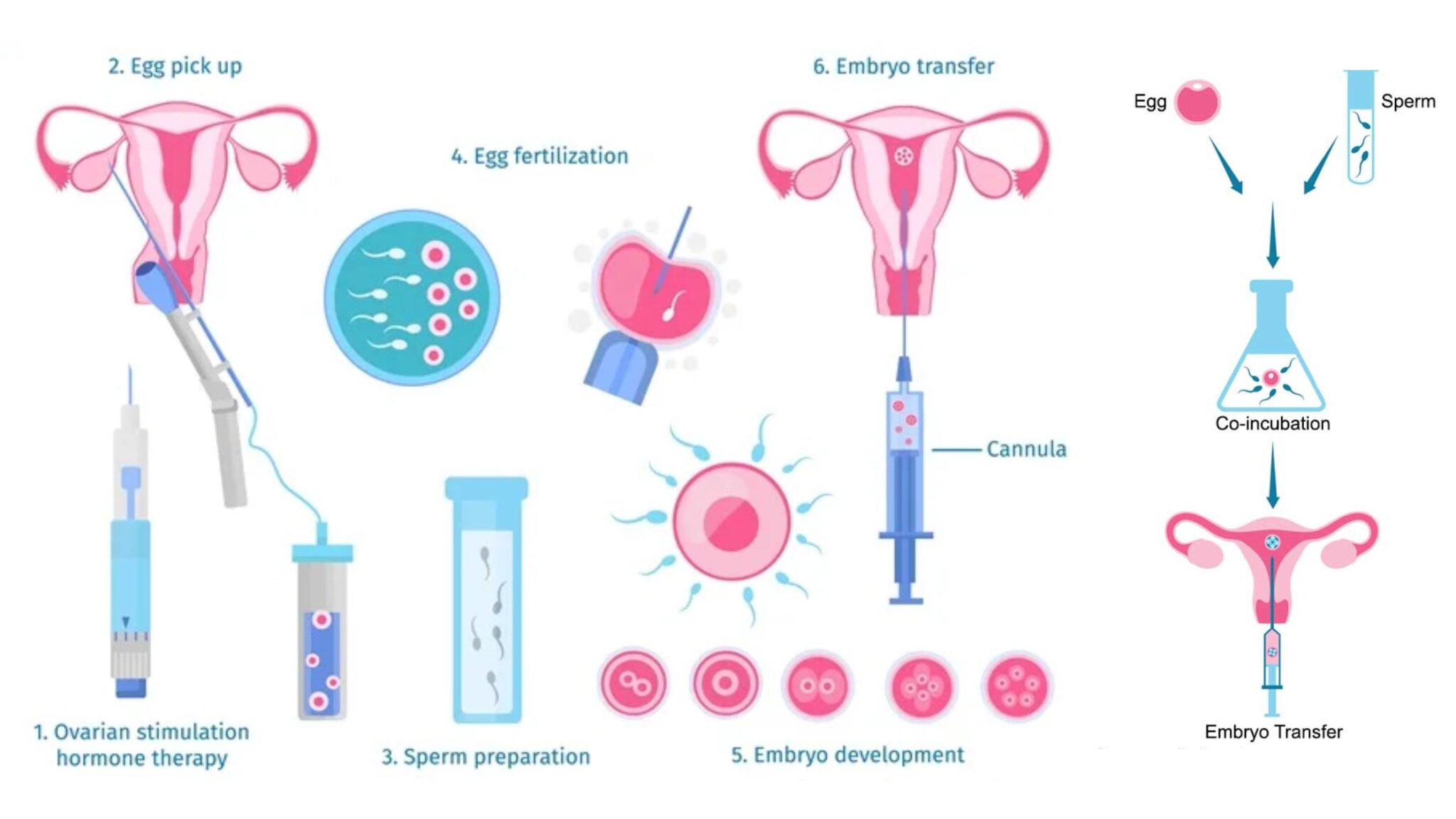 Implantation of embryo in Humans - Definition, Process - Biology Notes ...