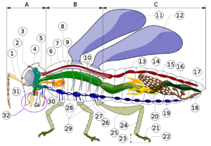 Insect Morphology (Morphology Of Pest) - Biology Notes Online