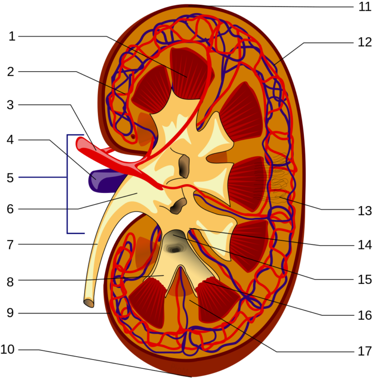 Kidney - Structure, Anatomy, Urine Formation, acid-base balance, and ...