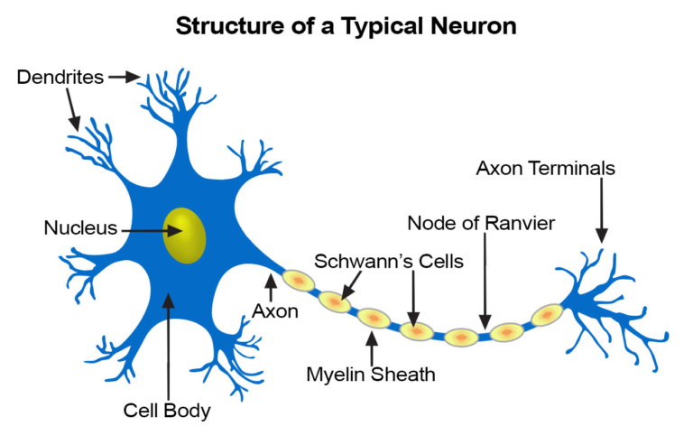 Nervous tissue - Definition, Structure, Location, Characteristics ...