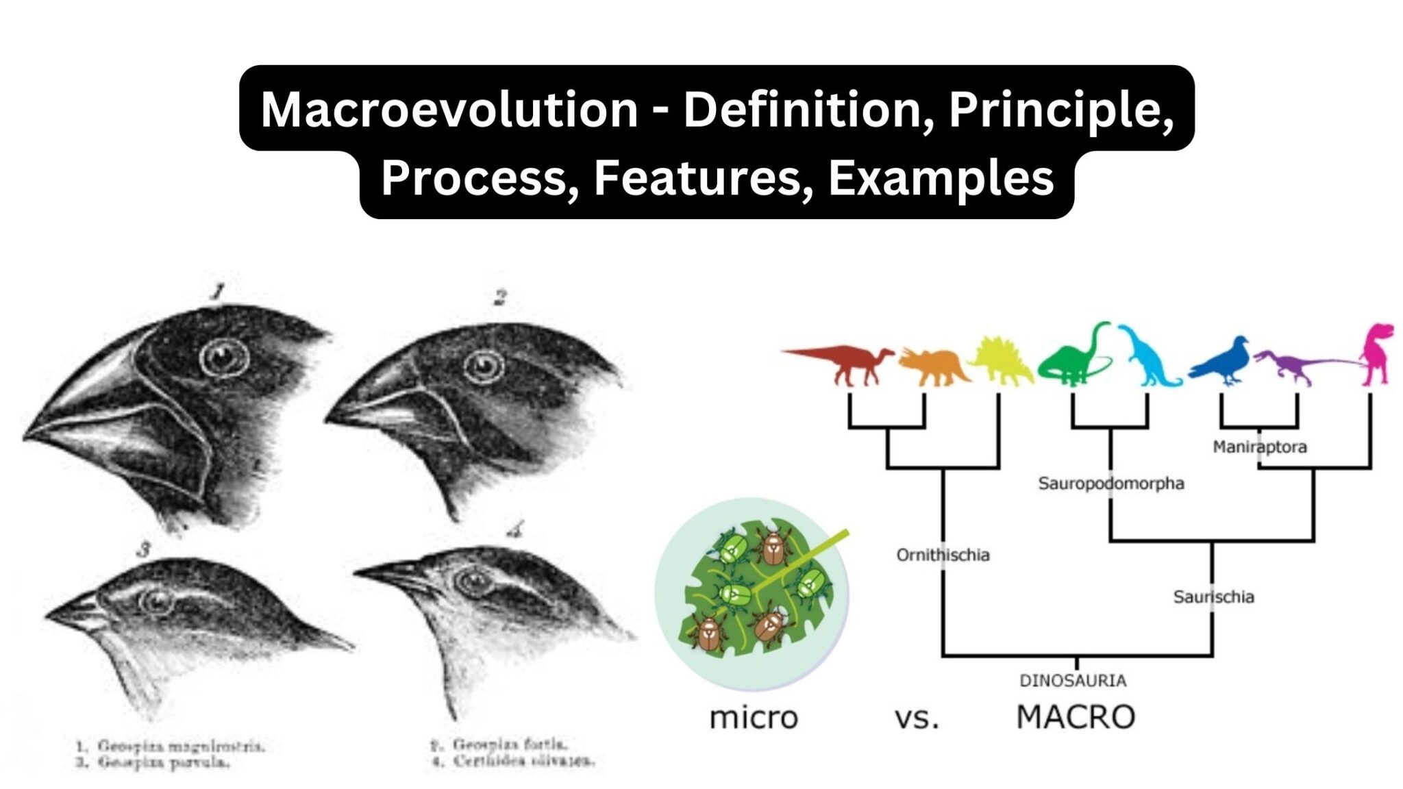 Evolution - Definition, Types, Advantages, Examples - Biology Notes Online