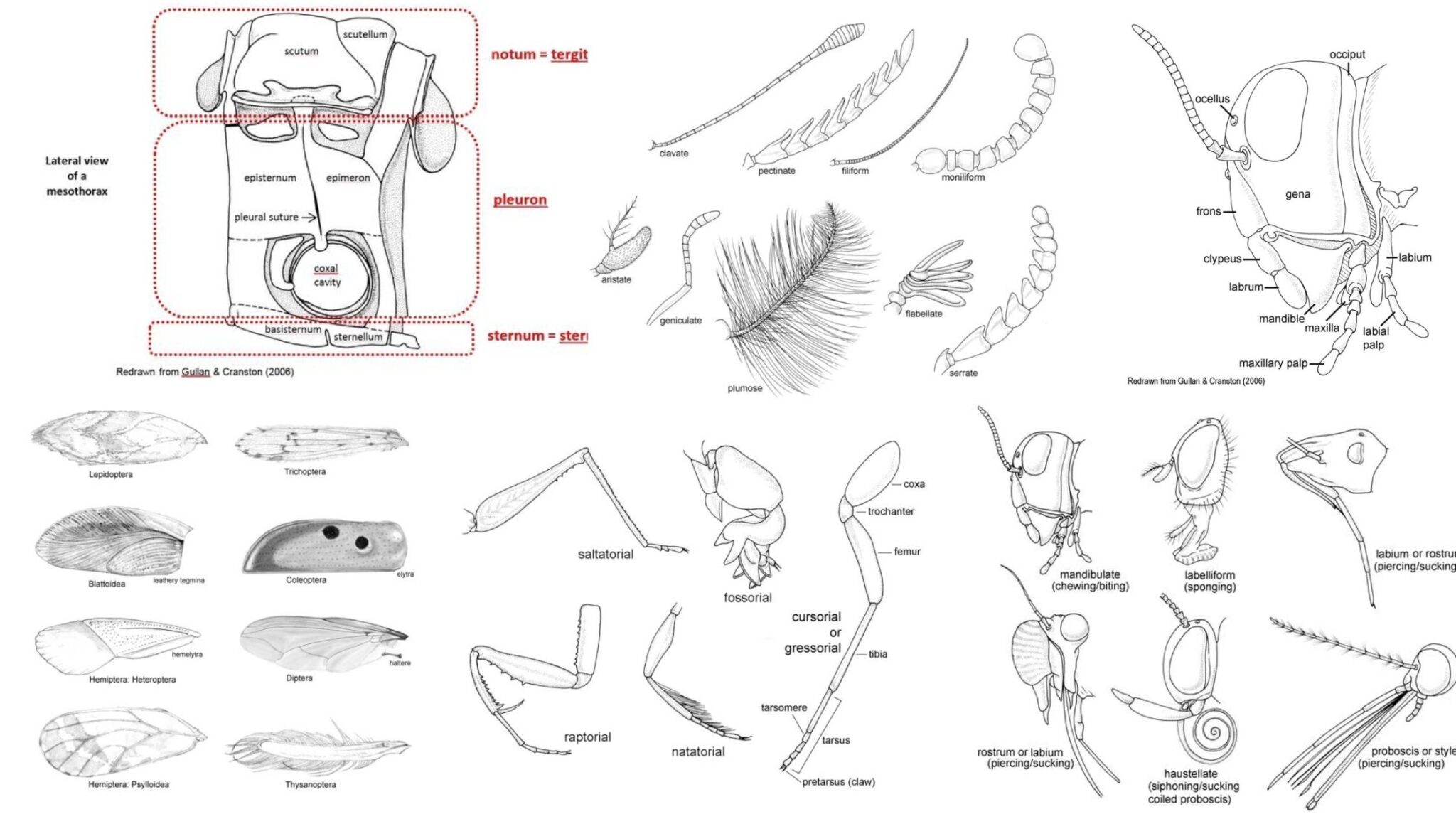 Study of biting and chewing, and piercing and sucking type of mouth ...