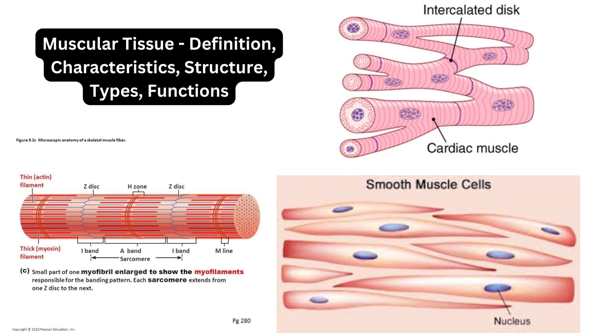 Sensory Receptors - Definition, Types, Mechanism, Functions - Biology ...