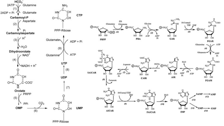 Theta Model of Replication - Steps, Applications, Examples - Biology ...