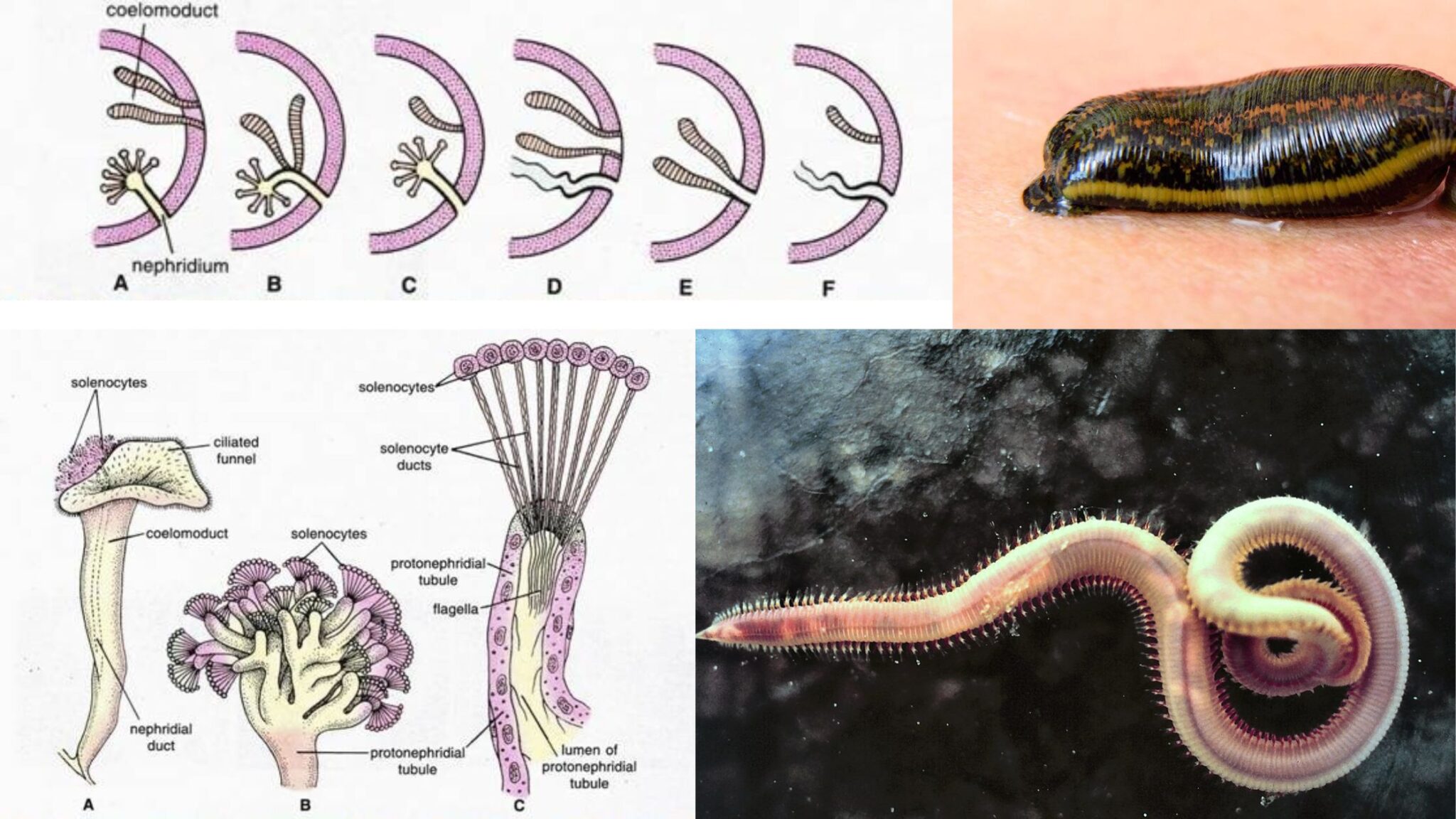 Digestive system of Earthworms - Biology Notes Online