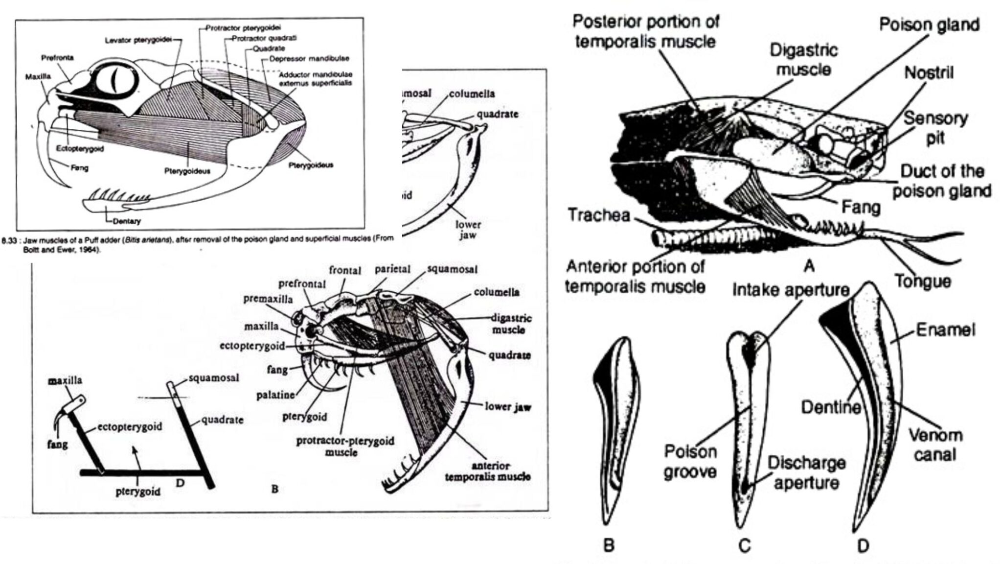 Sphenodon - Morphology, Habitat, Affinities - Biology Notes Online