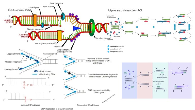 Transcription (RNA Synthesis) - Definition, Diagram, Steps, Inhibitors ...