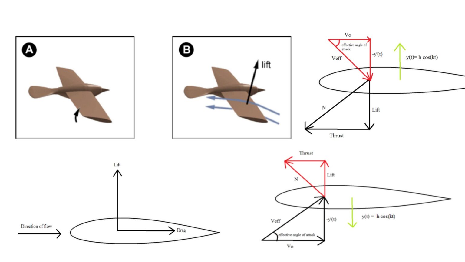Migration in birds - Definition, Types, Reasons, Disadvantages ...