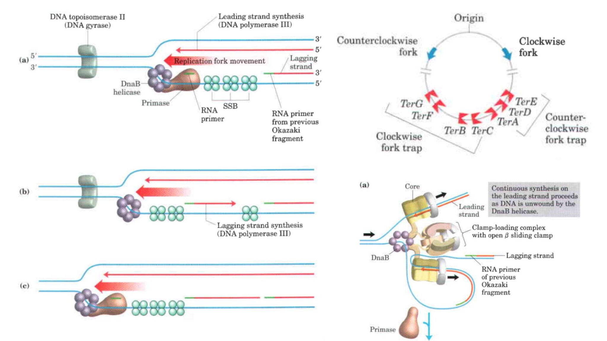 Whole Genome Sequencing - Principle, Types, Steps, Applications ...