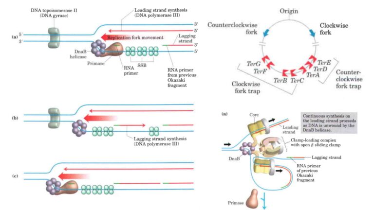 High Throughput Sequencing (HTS) - Principle, Steps, Applications ... High Throughput Sequencing (HTS) - Principle, Steps, Applications ...