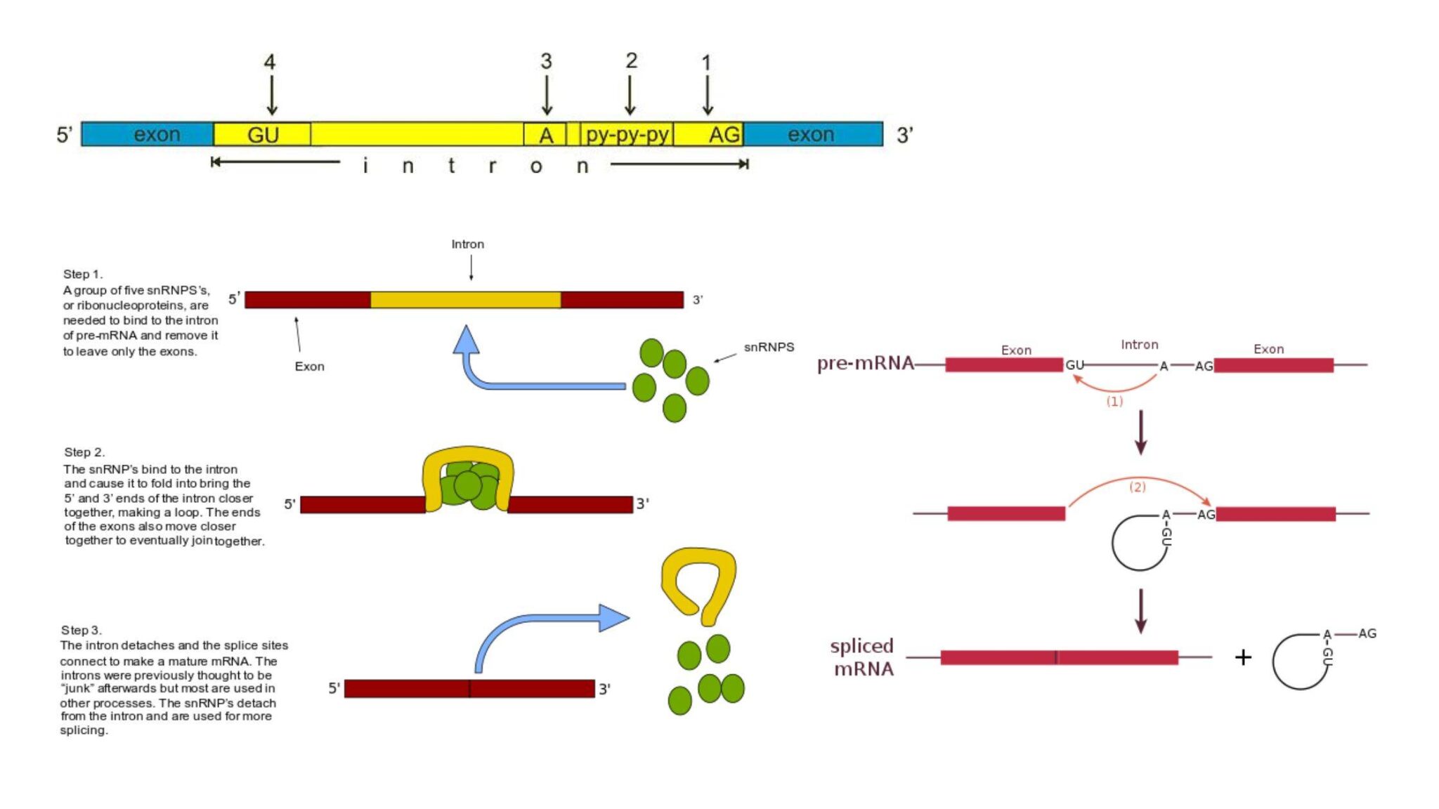 Various model of Replication - Theta, rolling circle, and linear DNA ...
