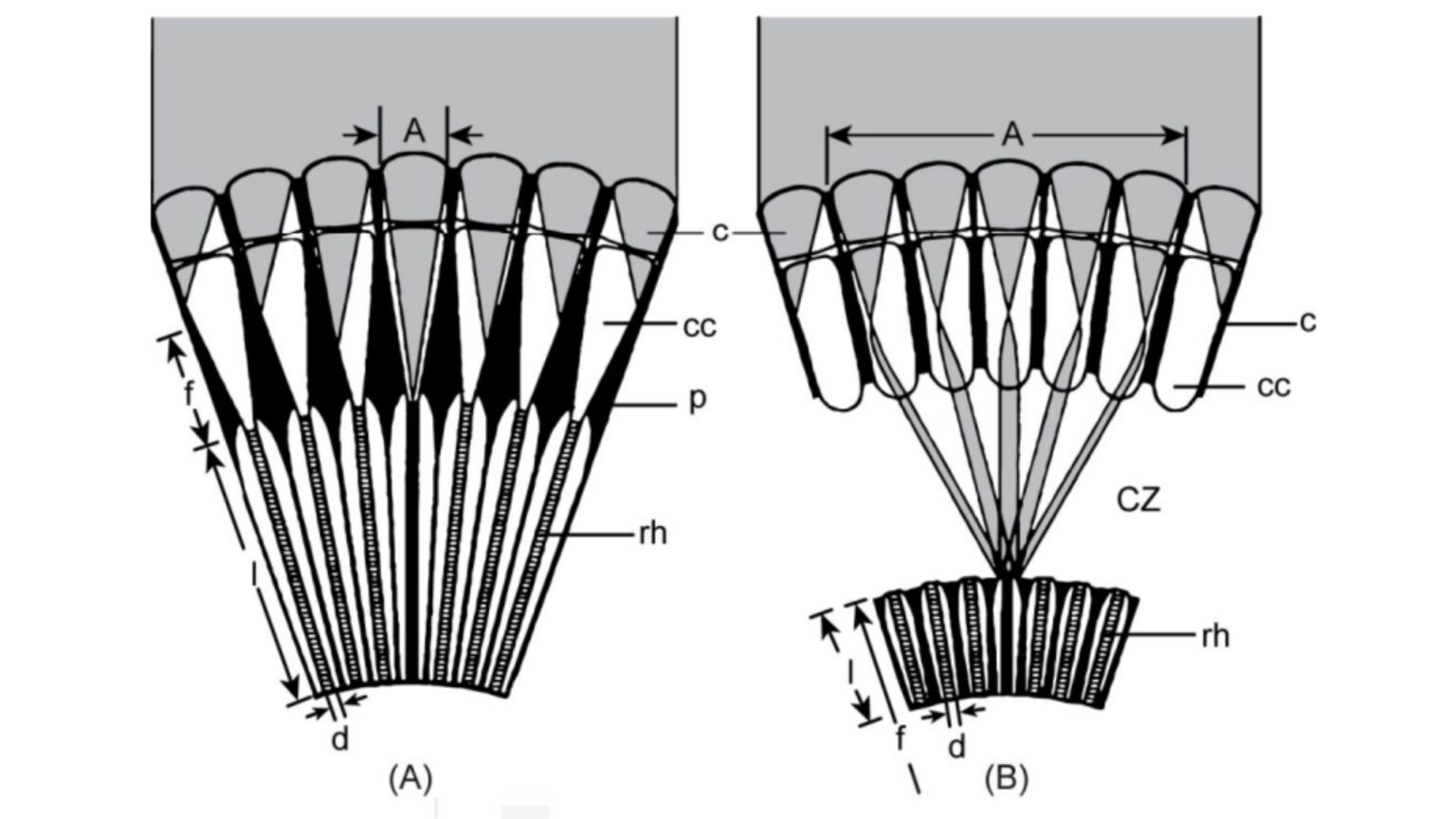 Insect Morphology (Morphology Of Pest) - Biology Notes Online