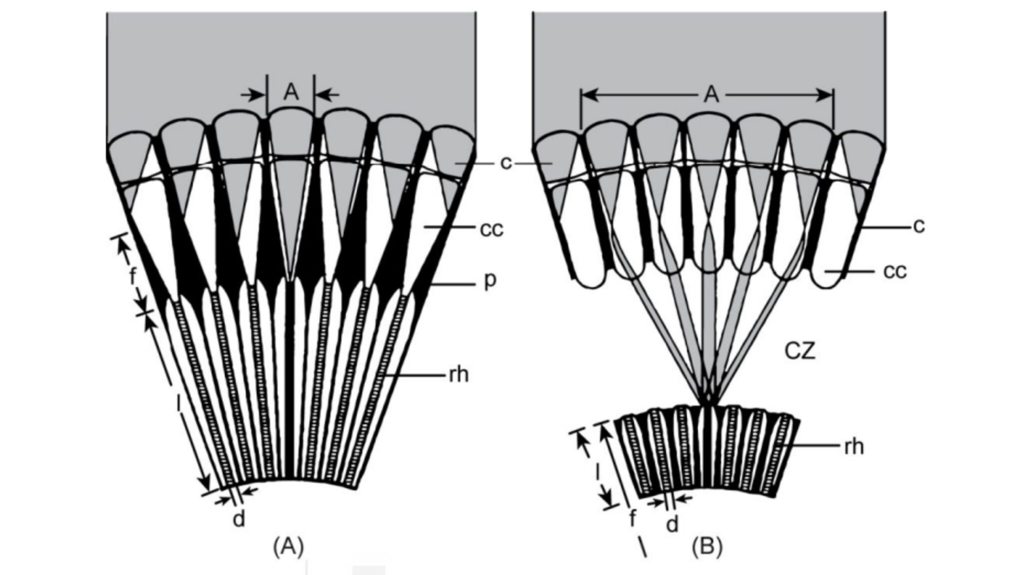 Insect Morphology (Morphology Of Pest) - Biology Notes Online