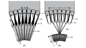 Insect Morphology (Morphology Of Pest) - Biology Notes Online