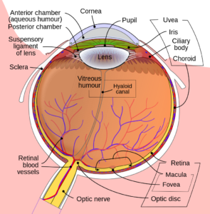 Physiology of Vision - Eye Structure, Function, Vision Mechanism ...