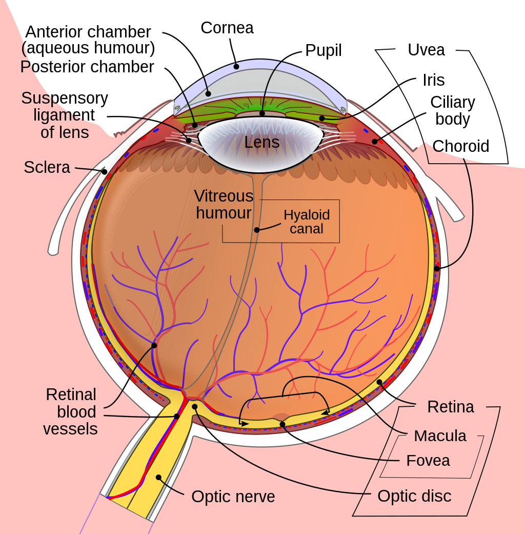 Physiology of Vision - Eye Structure, Function, Vision Mechanism ...