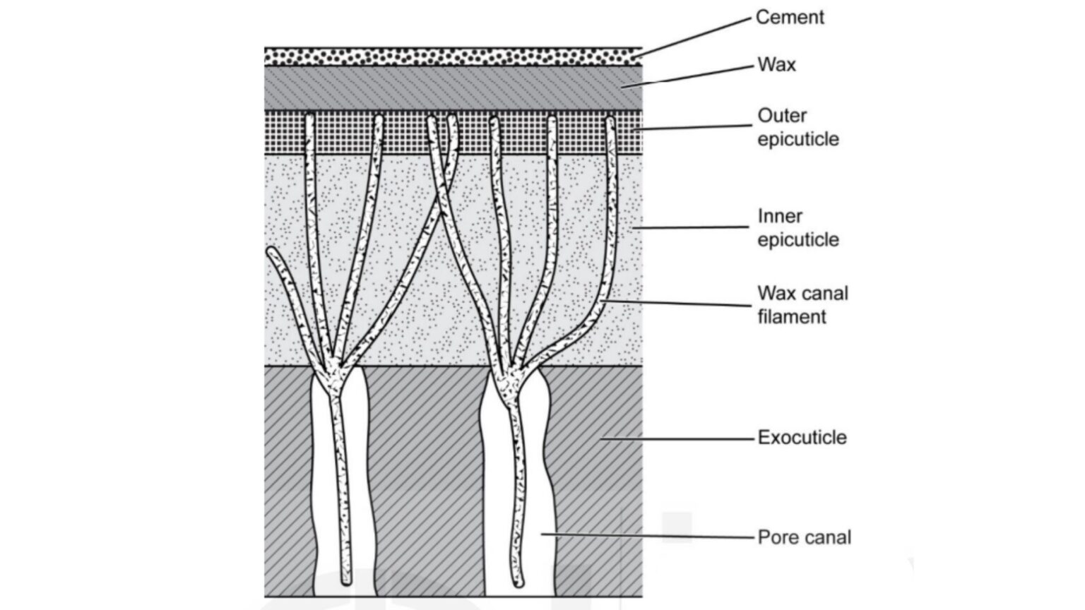 Insect Morphology (Morphology Of Pest) - Biology Notes Online