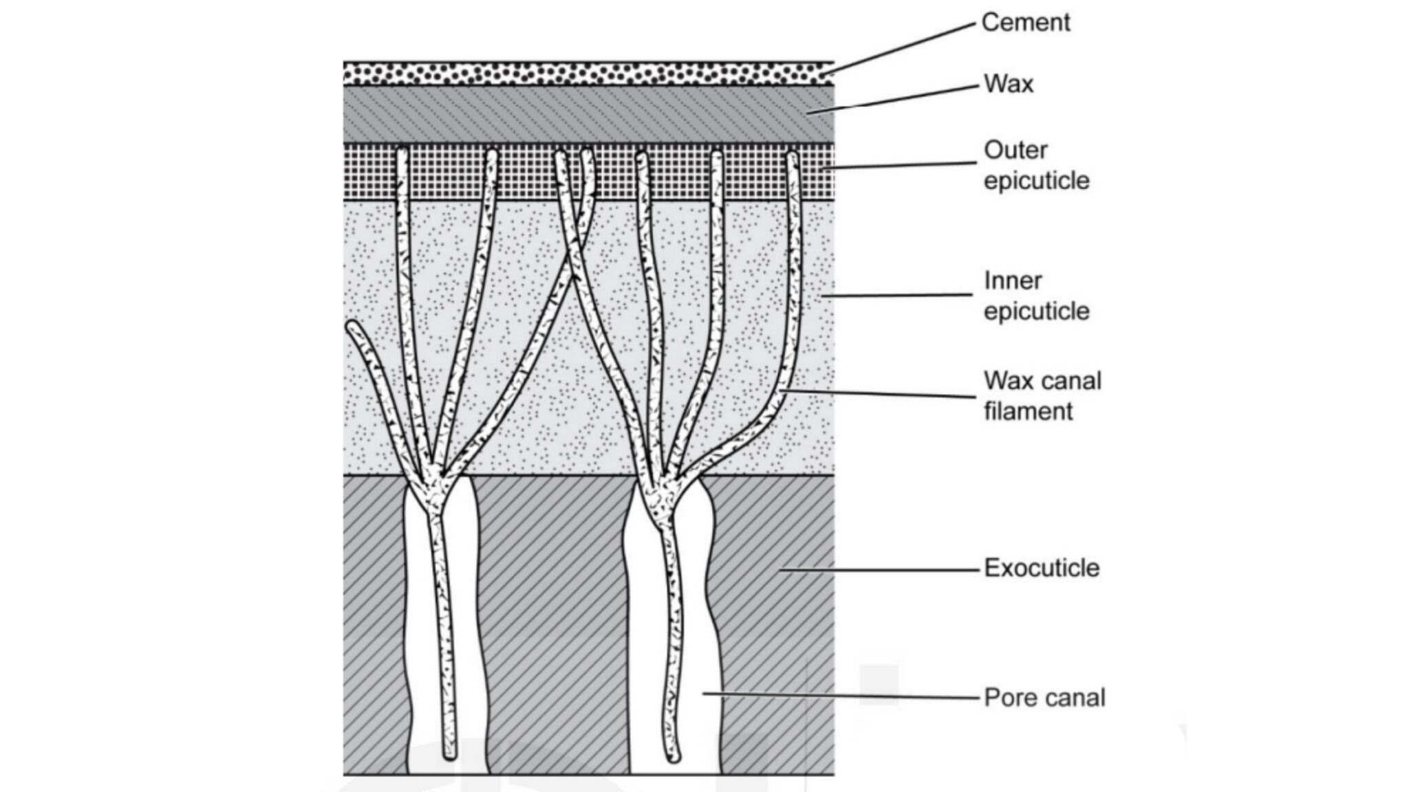 Insect Morphology (Morphology Of Pest) - Biology Notes Online