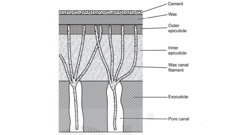 Insect Morphology (Morphology Of Pest) - Biology Notes Online