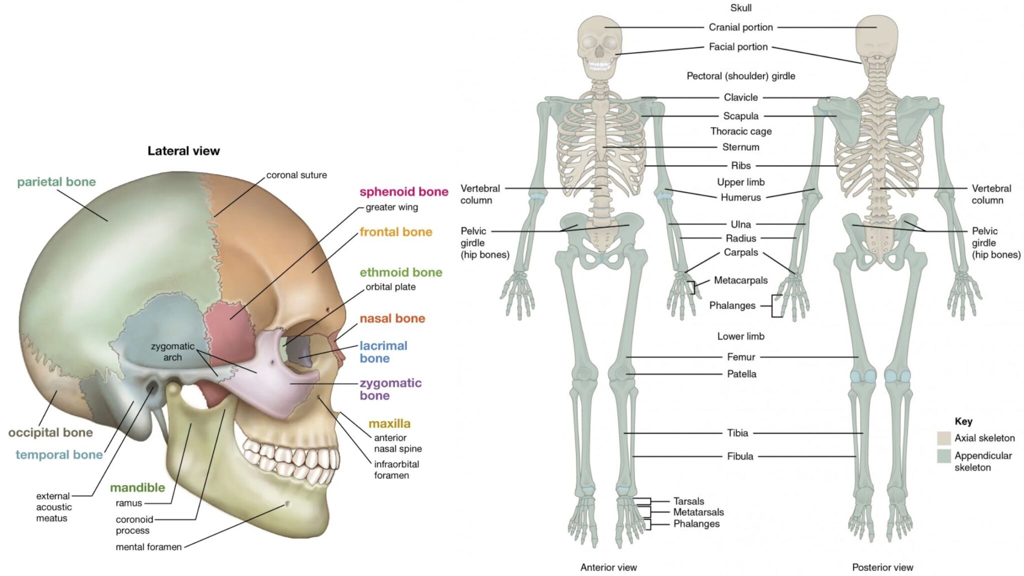 Regulation of Heart Rate - Nervous And Chemical Regulation - Biology ...
