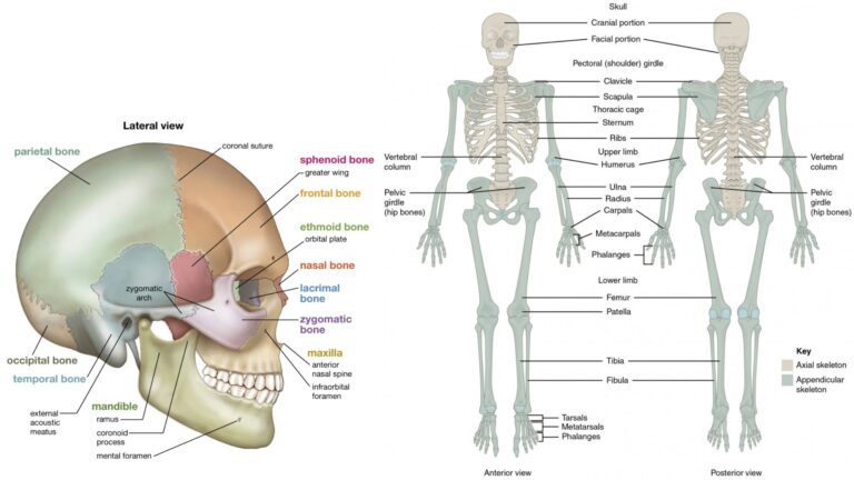 Characteristics of Muscle Twitch - Motor Unit, Summation and Tetanus ...