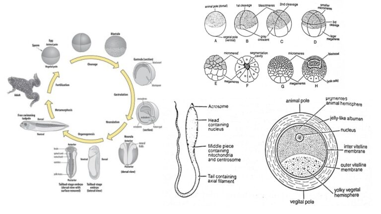 Stages in Chick Embryo Development - Biology Notes Online